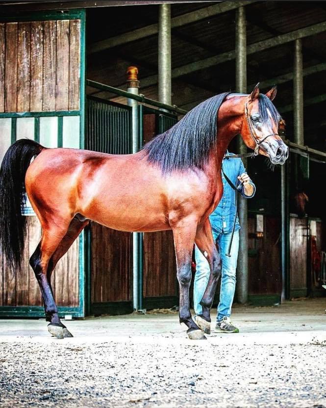 QATAR DI MAR (2017) • BAY ARABIAN STALLION AT STUD • IN RIPRODUZIONE ...