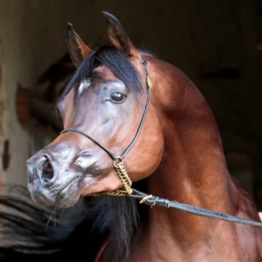 QATAR DI MAR (2017) • BAY ARABIAN STALLION AT STUD • IN RIPRODUZIONE ...